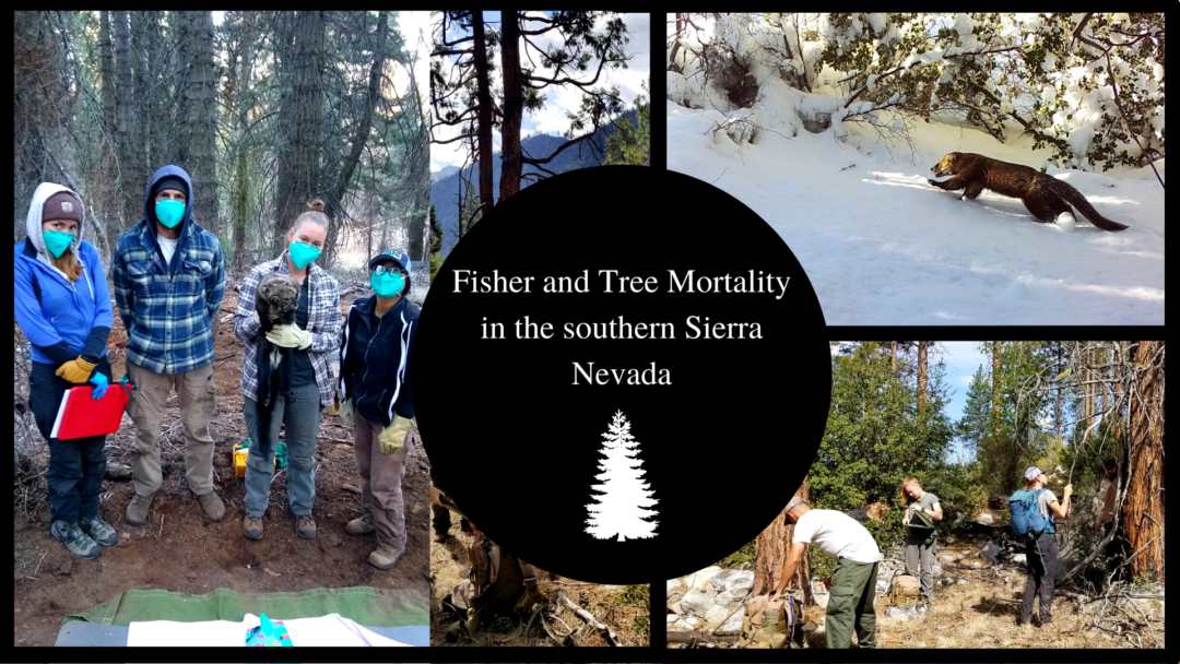 Fisher and Tree Mortality in the southern Sierra Nevada | Integral ...